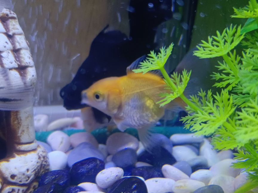 Золотая Рыбка