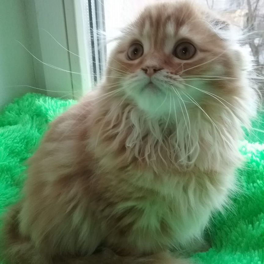 Котёнок красный мраморный хайлендфолд