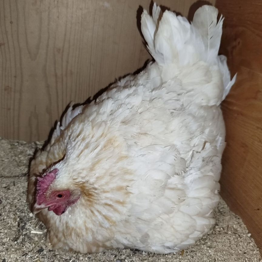 Куры наседки