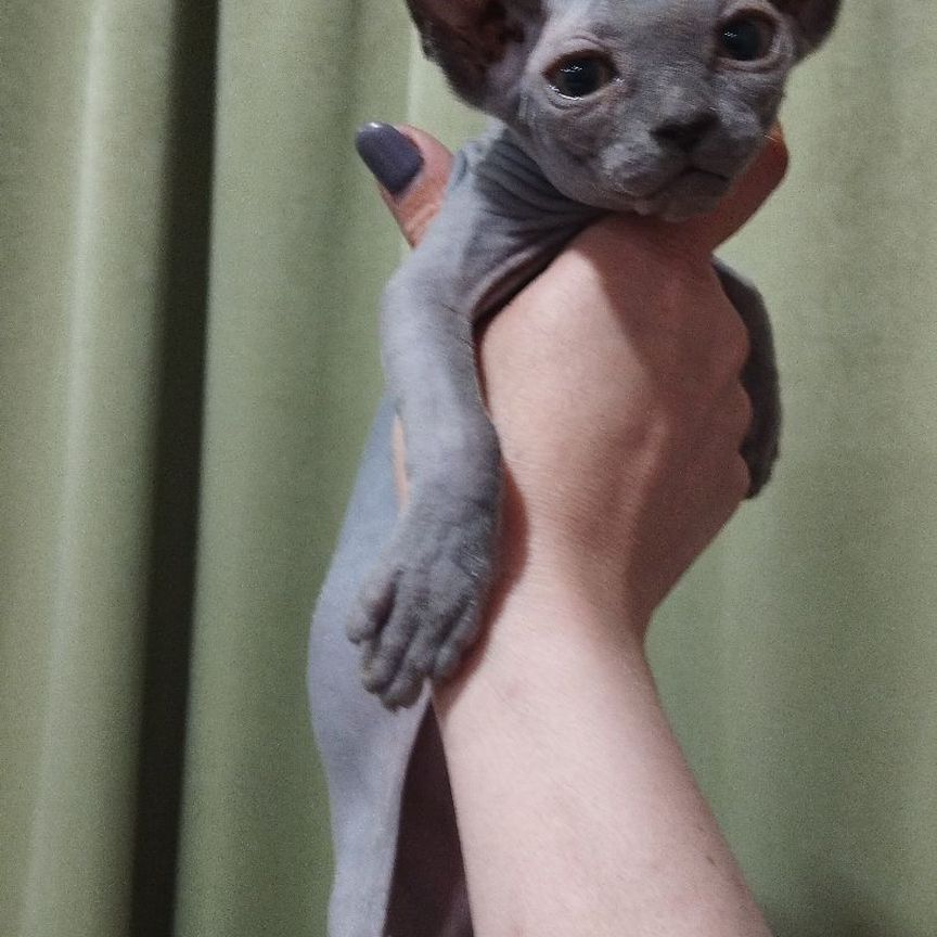 Канадский сфинкс
