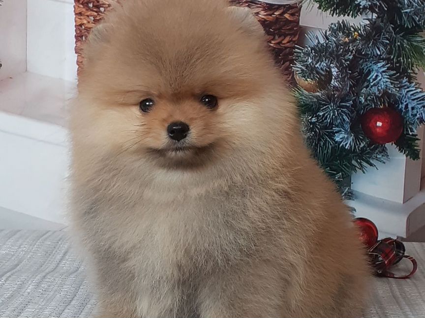 Мальчик померанчик