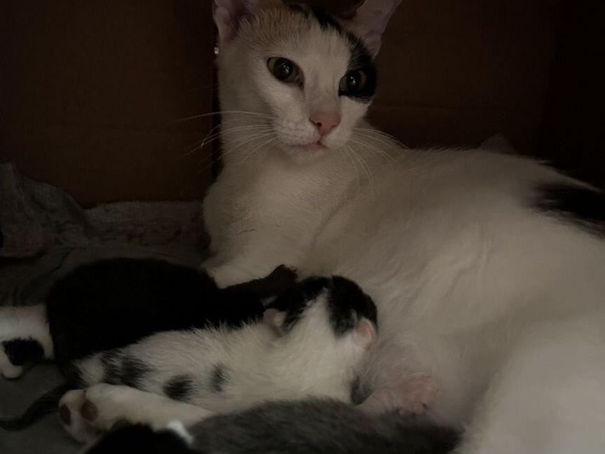 Котята в добрые руки