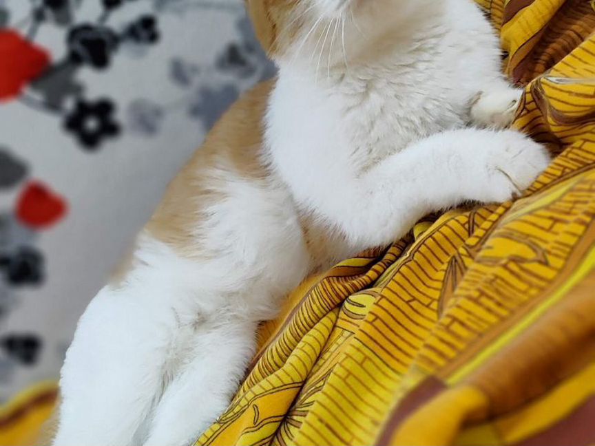 Кошка