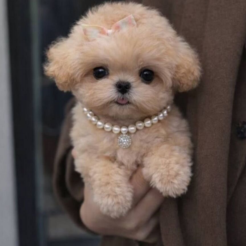 Мальтипу, щенок