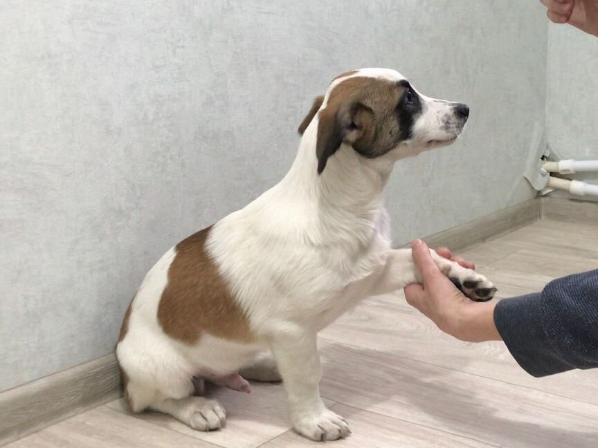 Фенотип джек-рассела