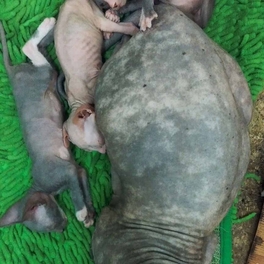 Лысые котята сфинкс