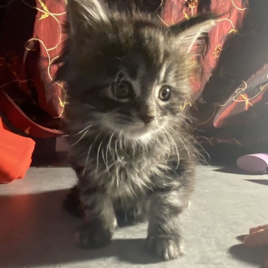 Мейн-кун котёнок