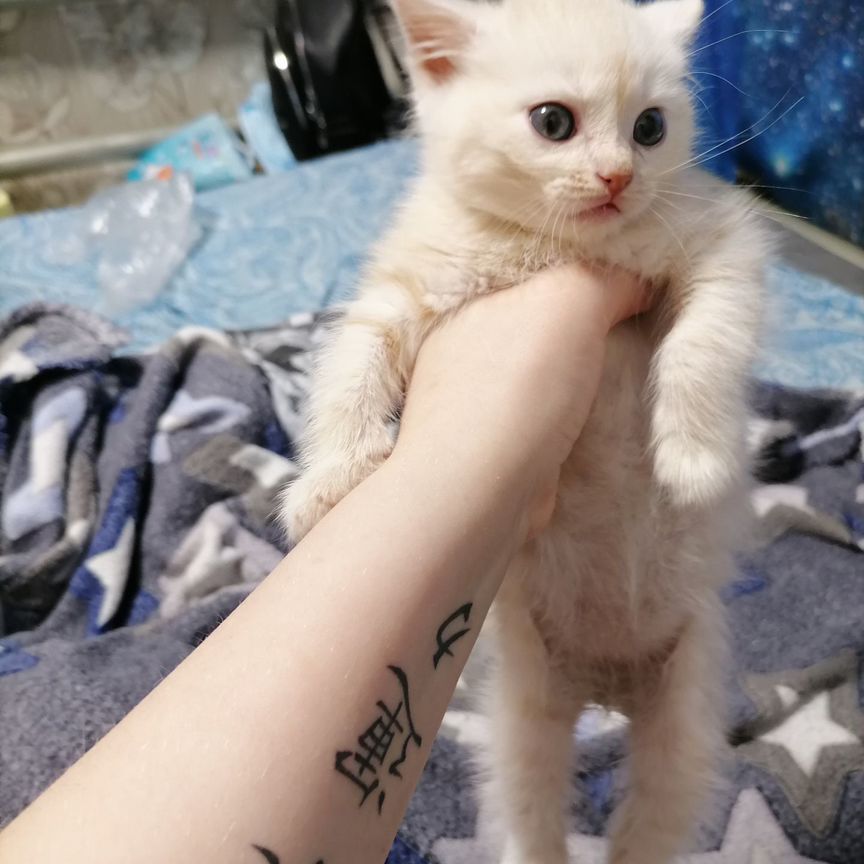 Шотланский котенок мальчик