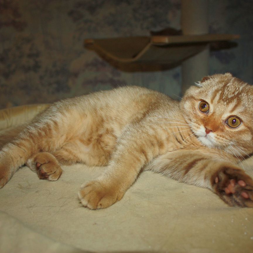 Скоттиш фолд котята