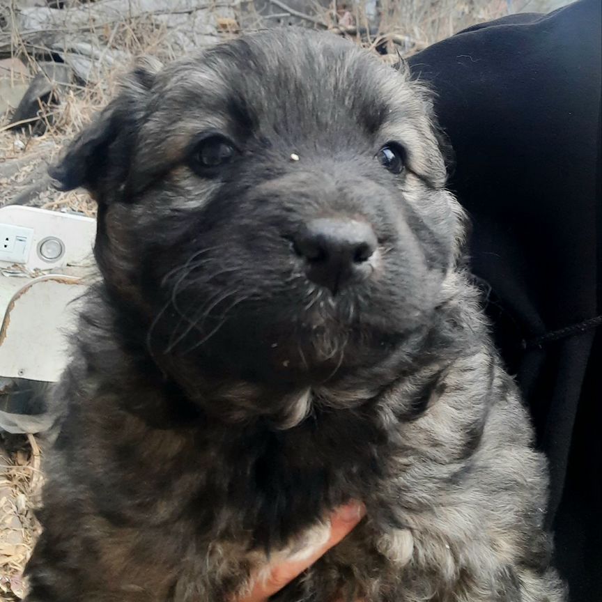 Щенок девочка в добрые руки