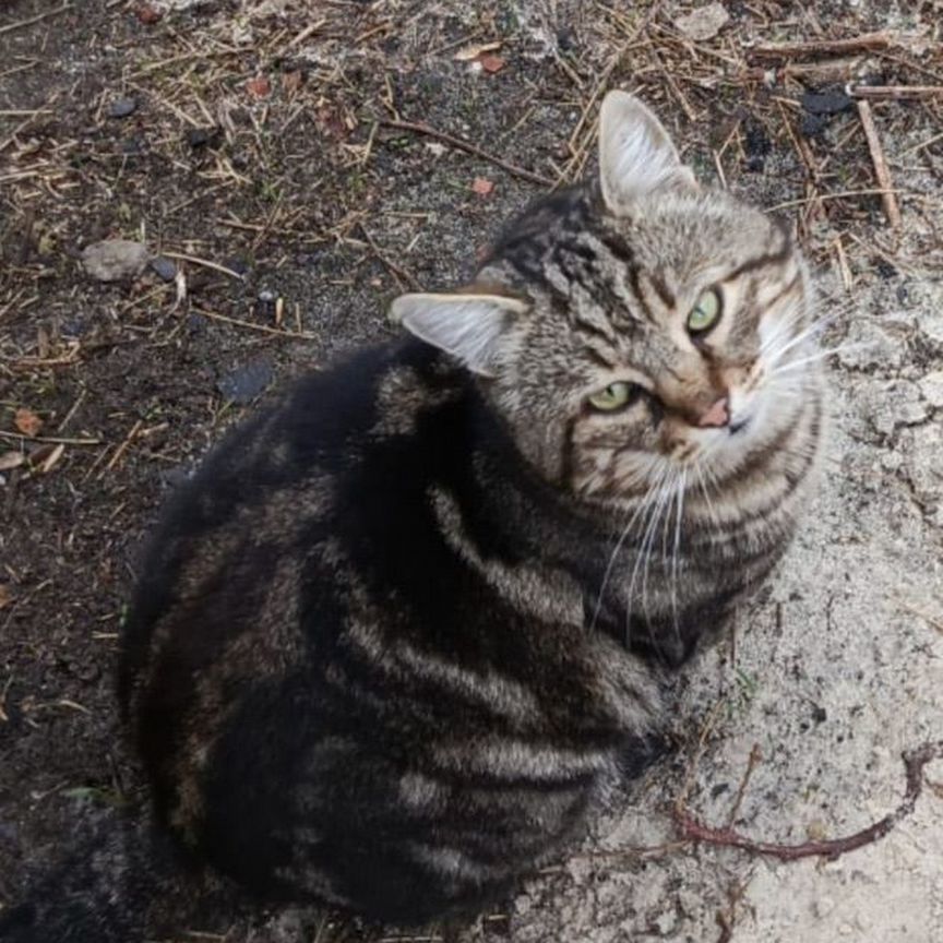 Котик в добрые руки