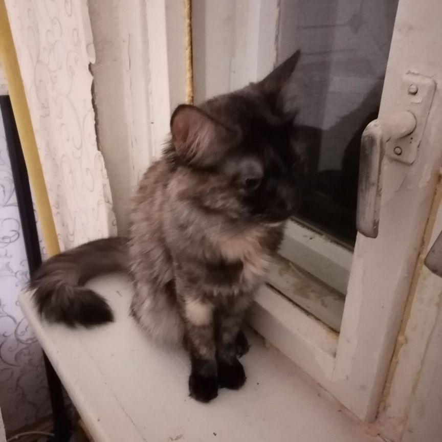 Кошки в добрые руки бесплатно