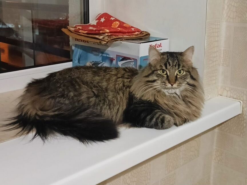 Мейн-кун котик