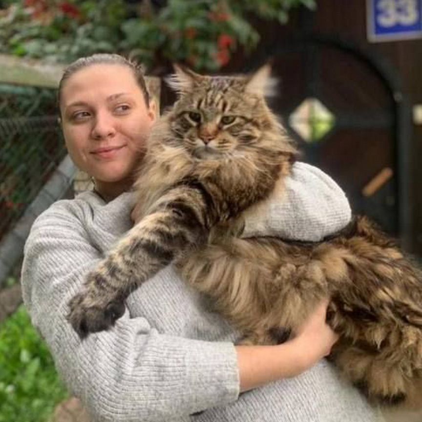 Мейн-кун, вязка