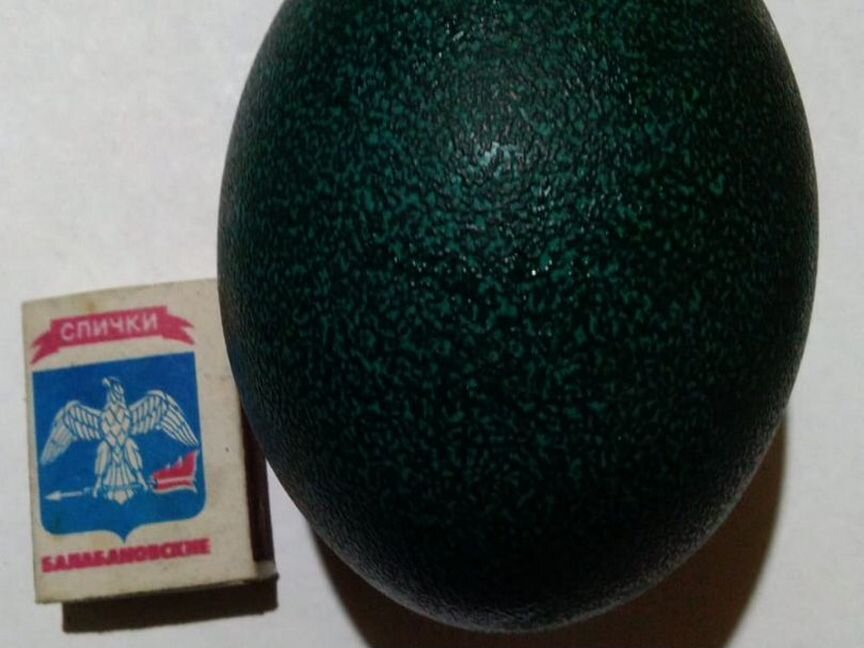 Яйцо страуса