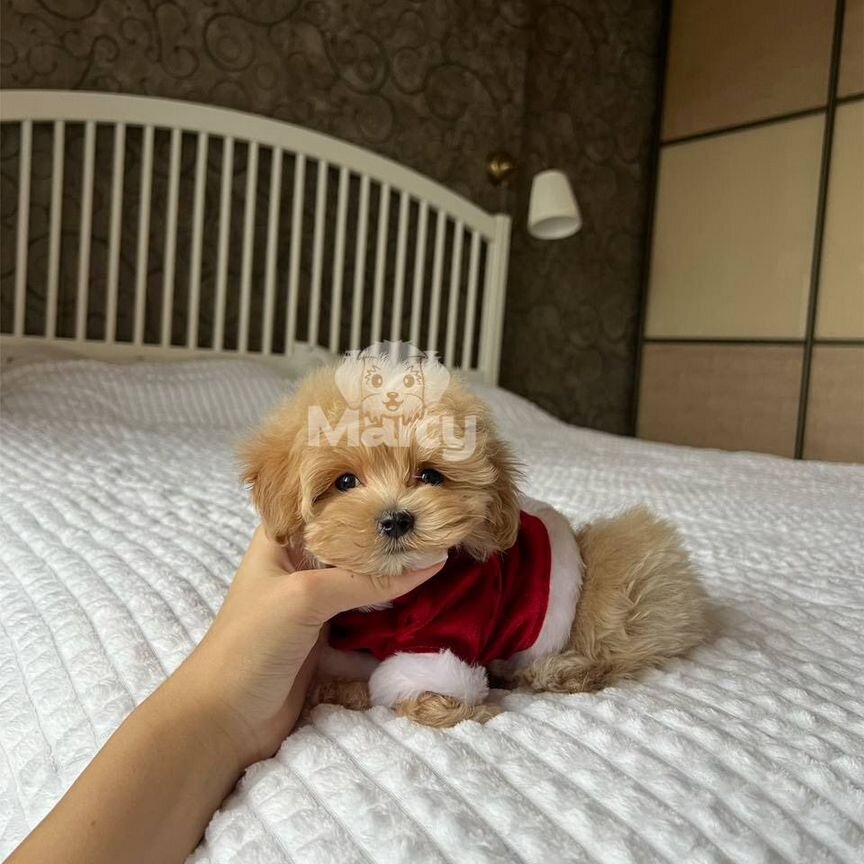 Мальтипу F1 кукольный мальчик