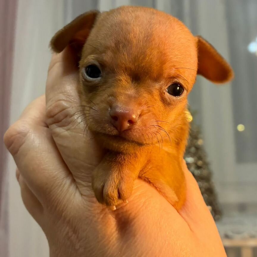 Русский той-терьер, щенок