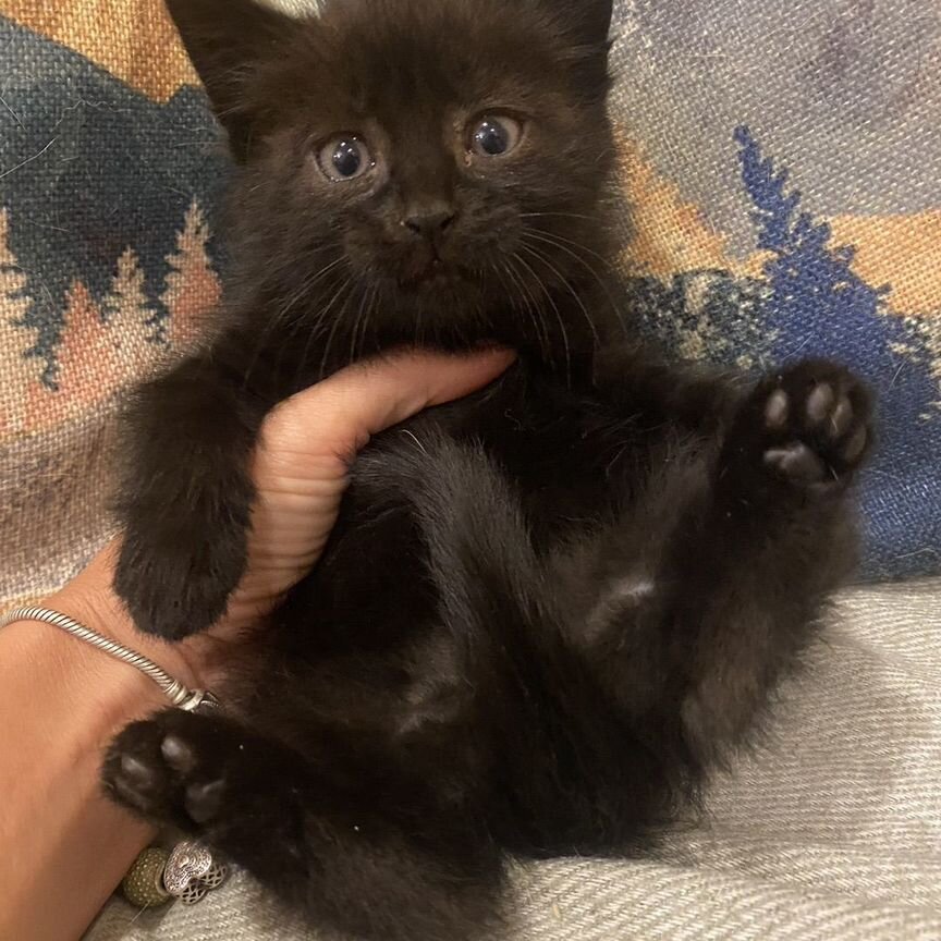 Котенок