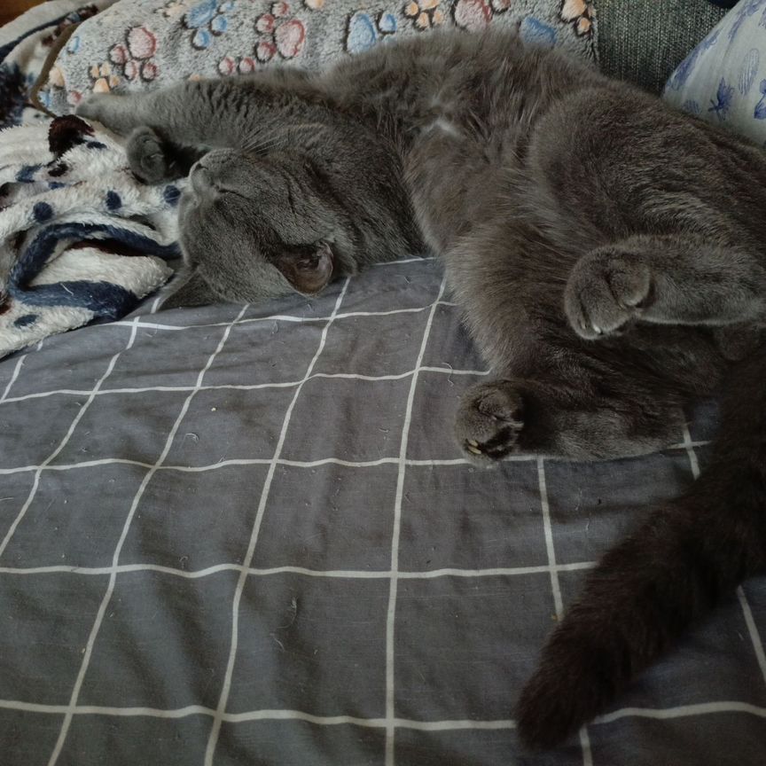 Шотландский кот