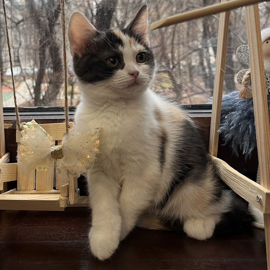 Шотландский прямоухий длинношёрстный котёнок