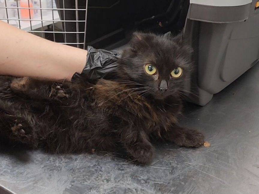 Подарите надежду кошке Надежде