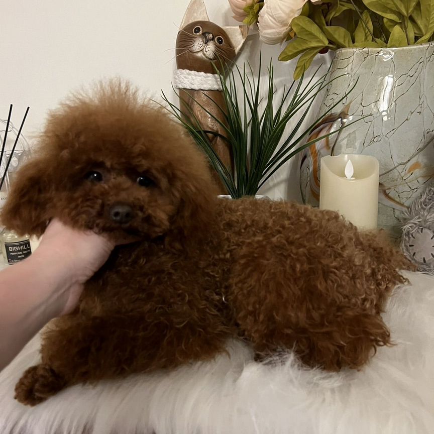 Тедди пудель из Китая девочка знойная красота