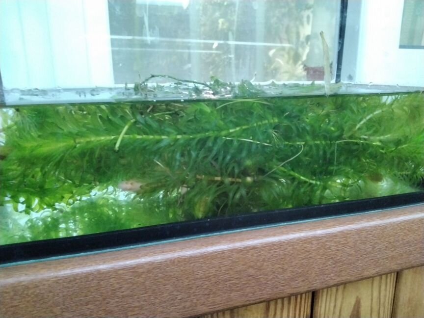 Аквариумные растения и мальки попугайчик