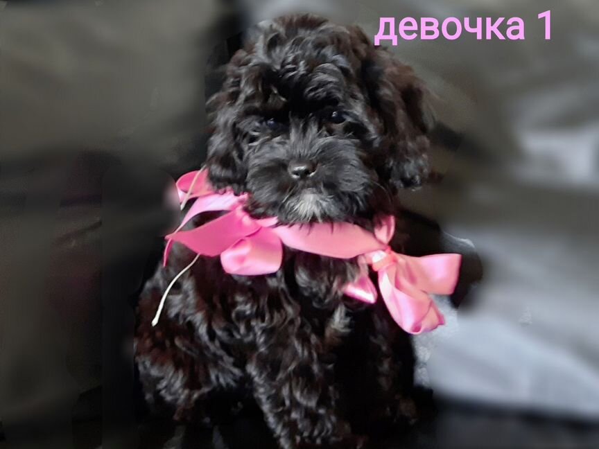 Щенки кавапу