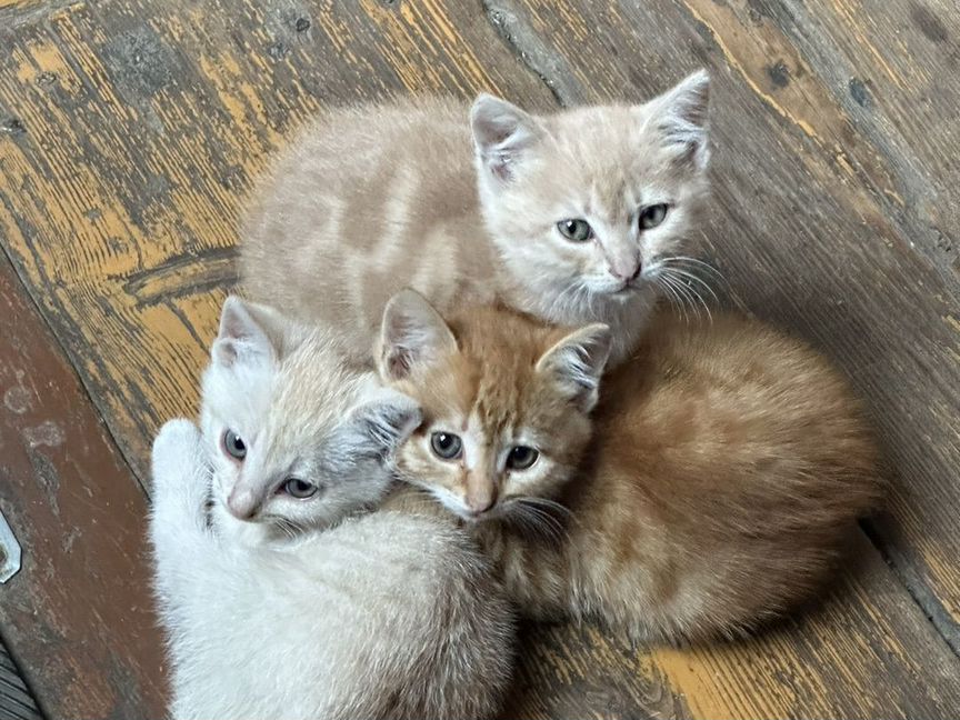 Котята 1,5 месяца