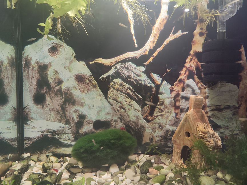 Мальки гуппи бесплатно