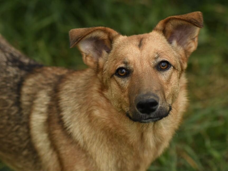 Стеша в добрые руки