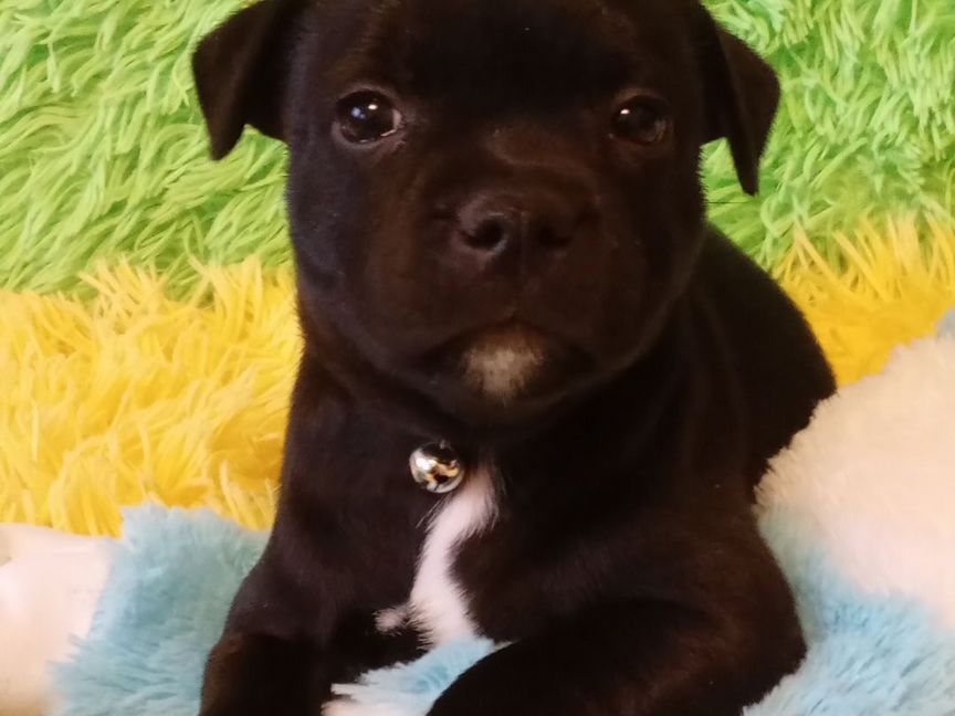 Стаффордширский бультерьер щенки