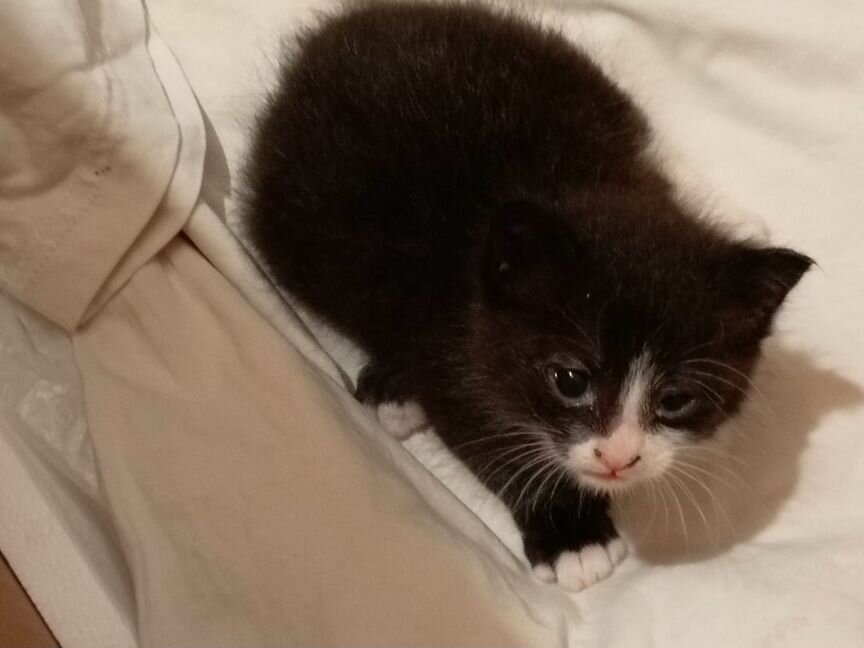 Котёнок