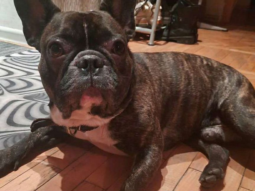 Французский бульдог кабель вязка