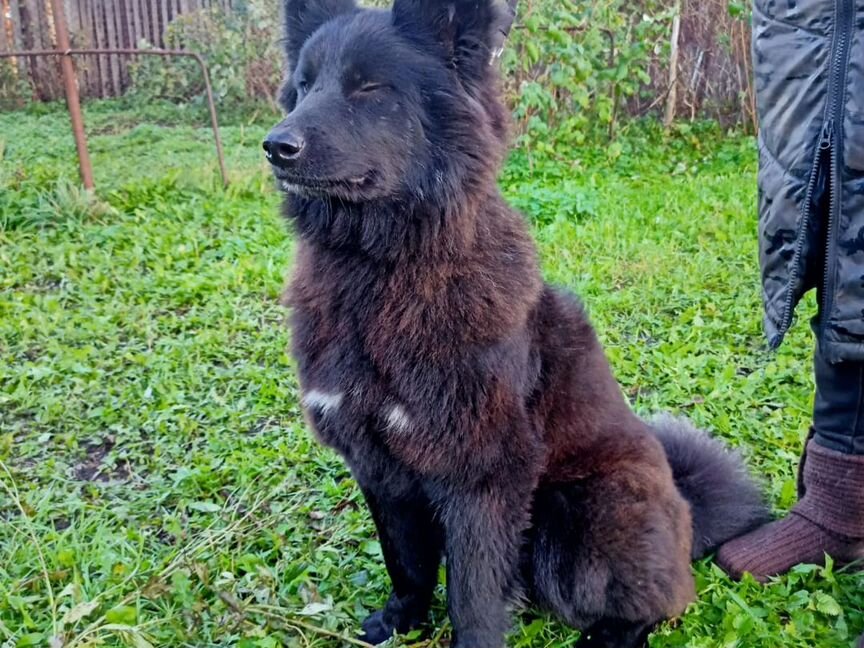 Ласковый и обнимательный Пумба ищет семью