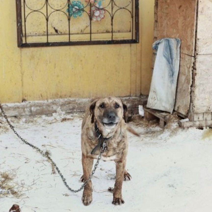 Взрослый пёс в добрые руки