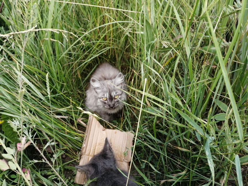 Котята в добрые руки бесплатно