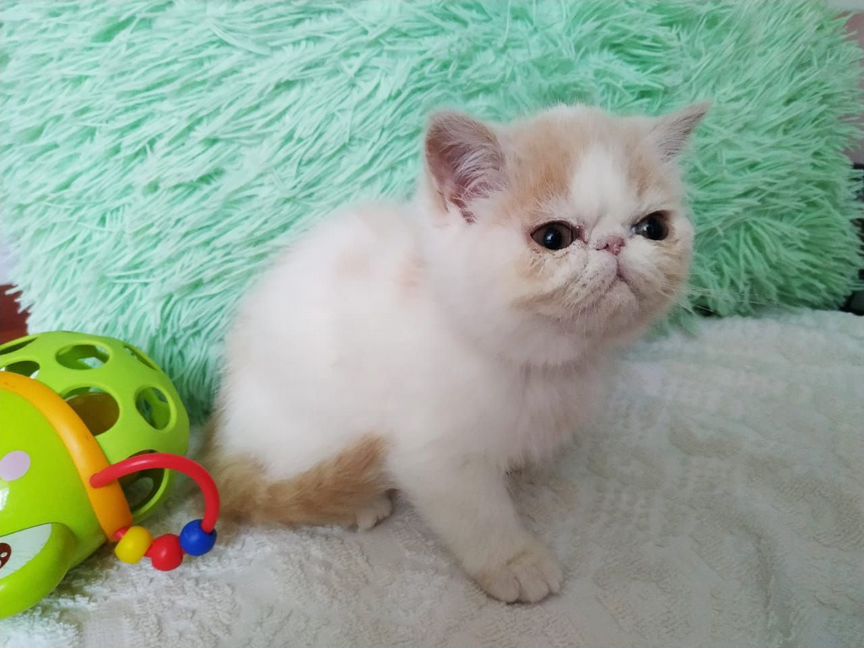 Экзоты с документами