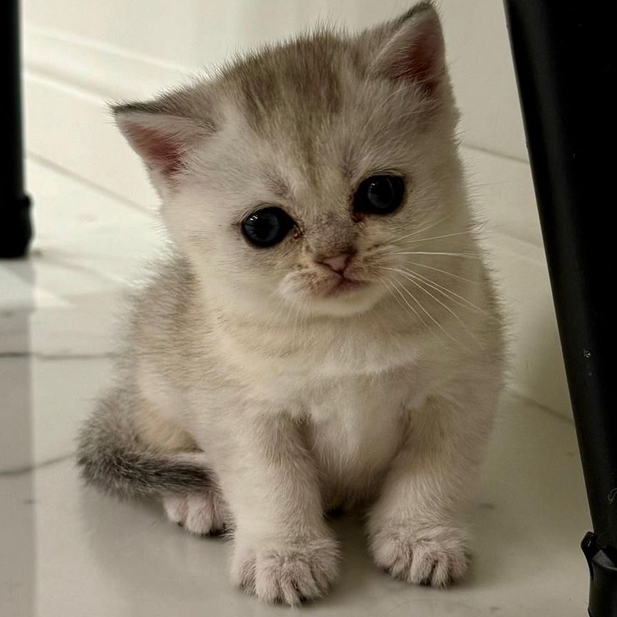 Котята шотландские (скотиш фолд)