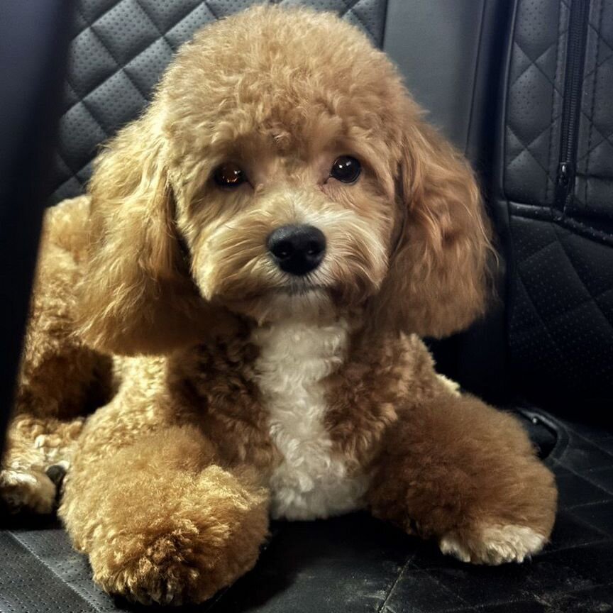 Мальтипу, вязка