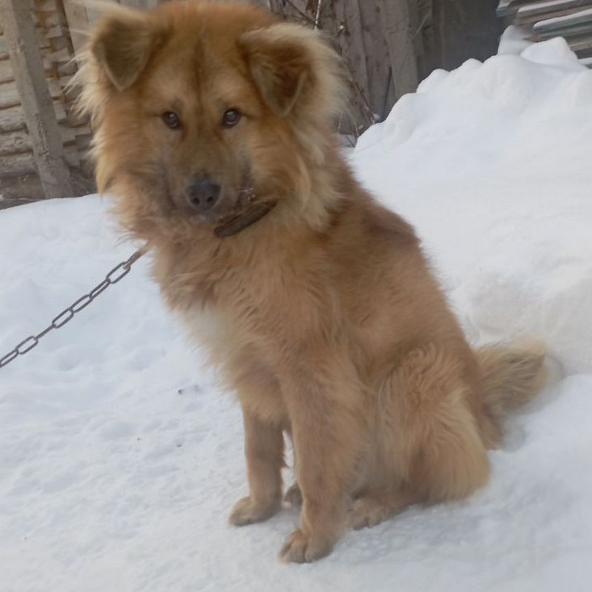 Взрослый пёс в добрые руки