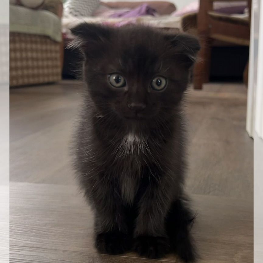 Котёнок в добрые руки