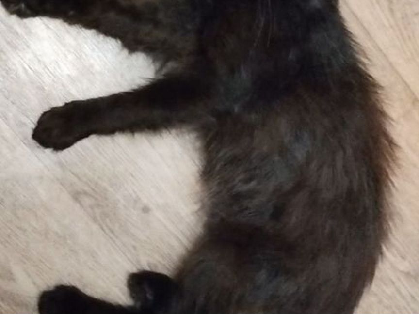 Котик в добрые руки