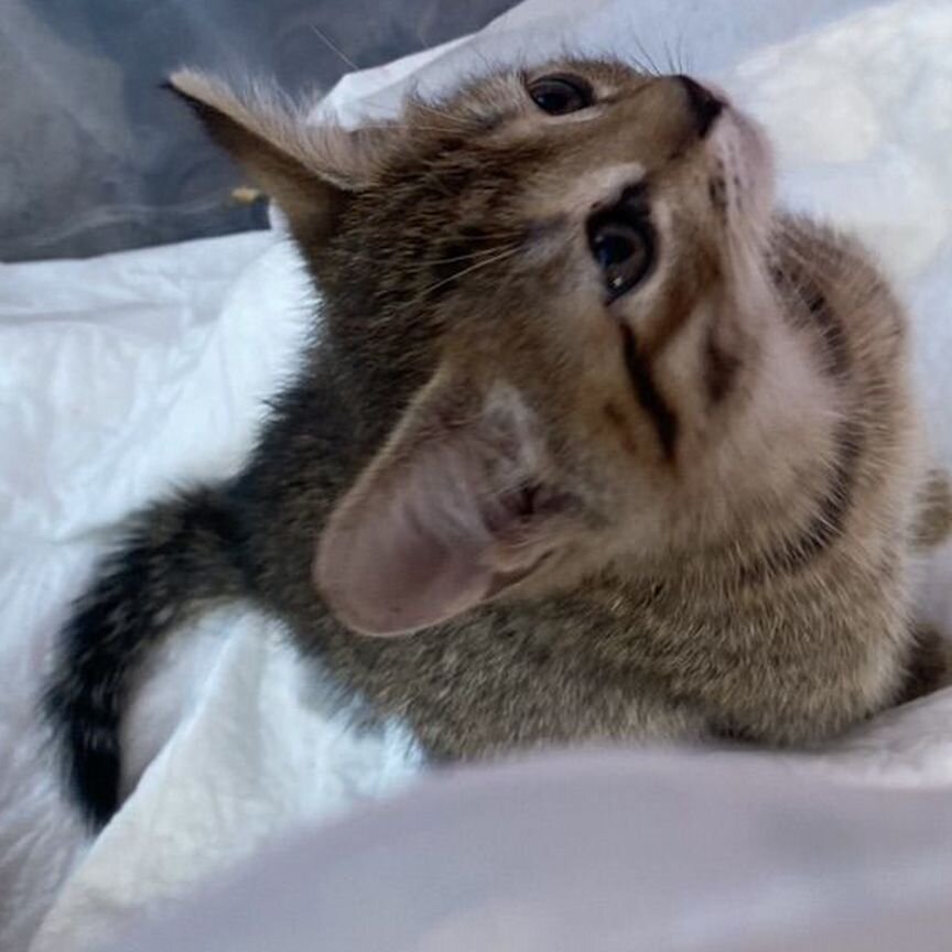 Маленькие котята 1 месяц отдадим в добрые руки