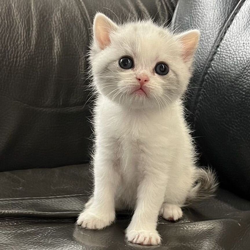 Шотландский прямоухий короткошёрстный котёнок