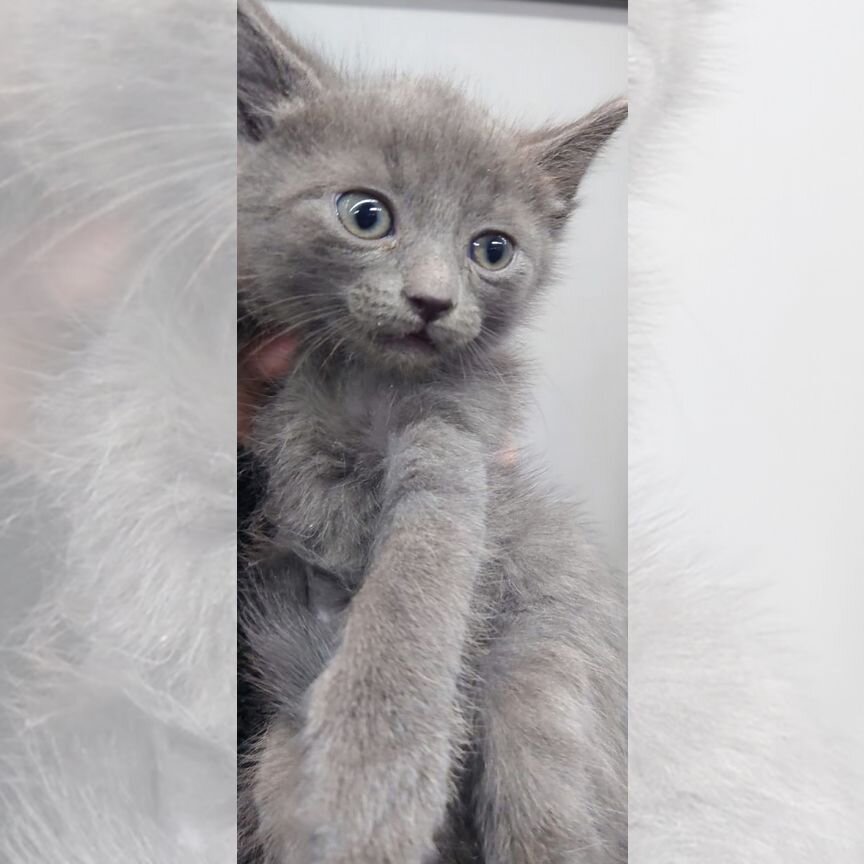 Шотландский вислоухий короткошёрстный котёнок