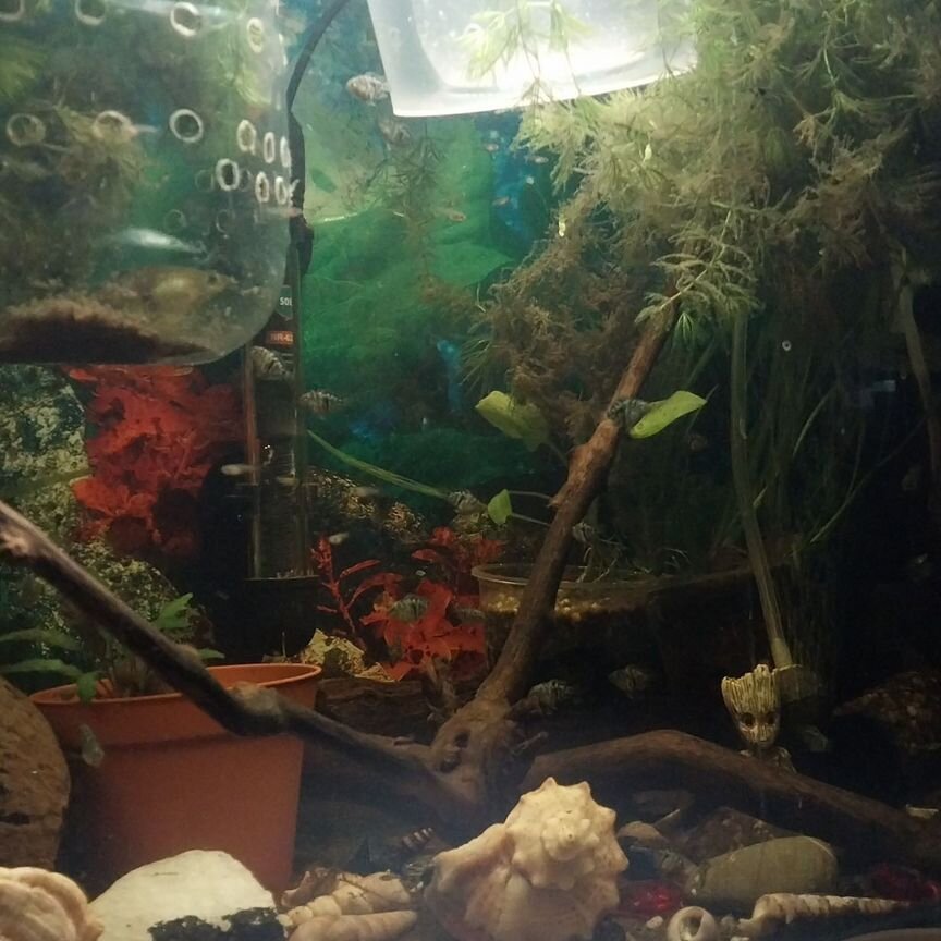 Рыбки Голубые попугайчики