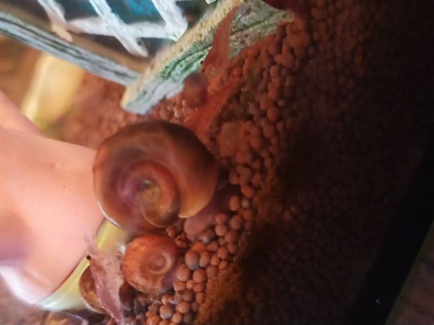 Улитки катушки бесплатно