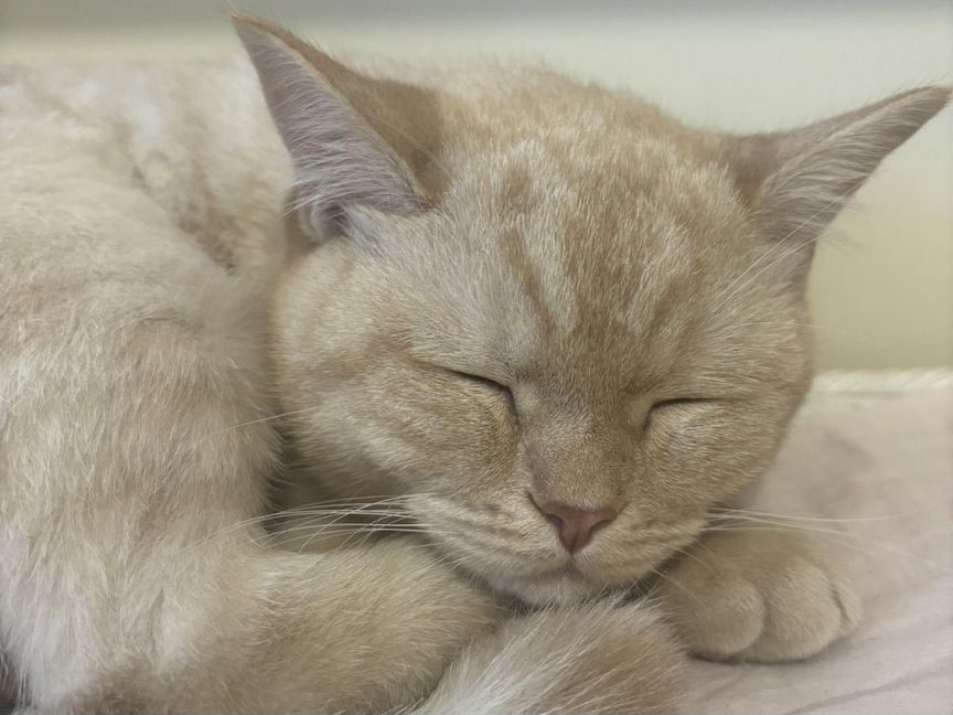 Кот шотландский страйт 7 месяцев