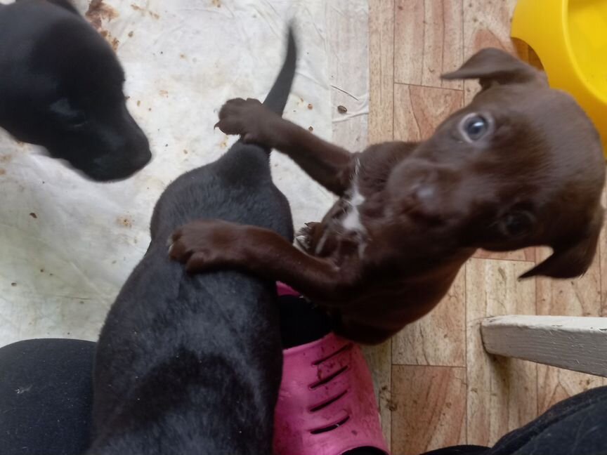 Кокер спаниель